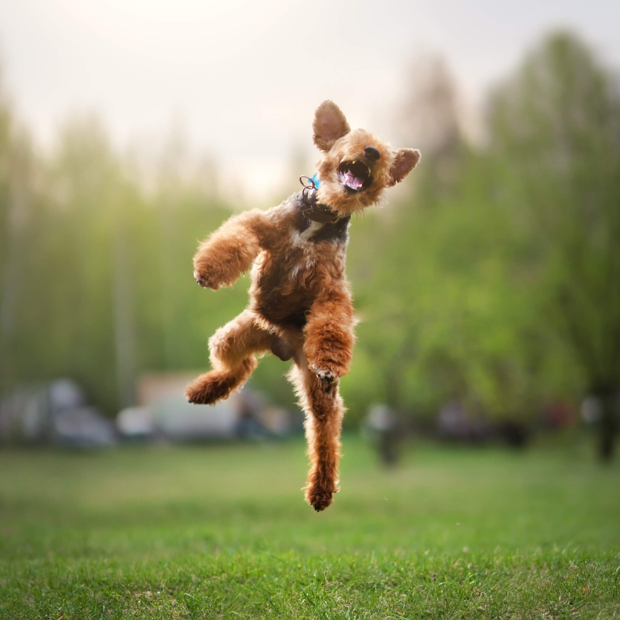 The Role of Nutrition in Supporting Your Dog’s Overall Wellness