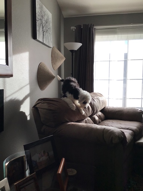 Read All Superfood Complete Reviews | Badlands Ranch