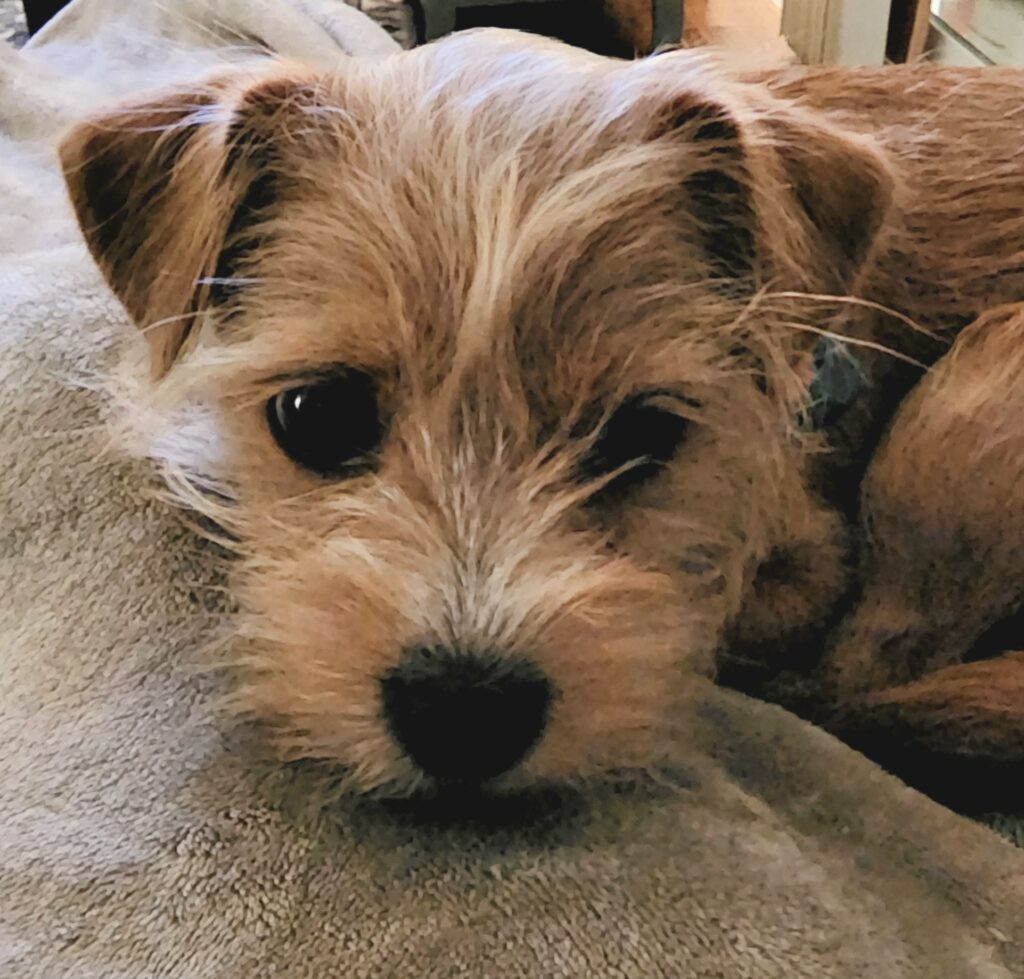 Read All Superfood Complete Reviews | Badlands Ranch