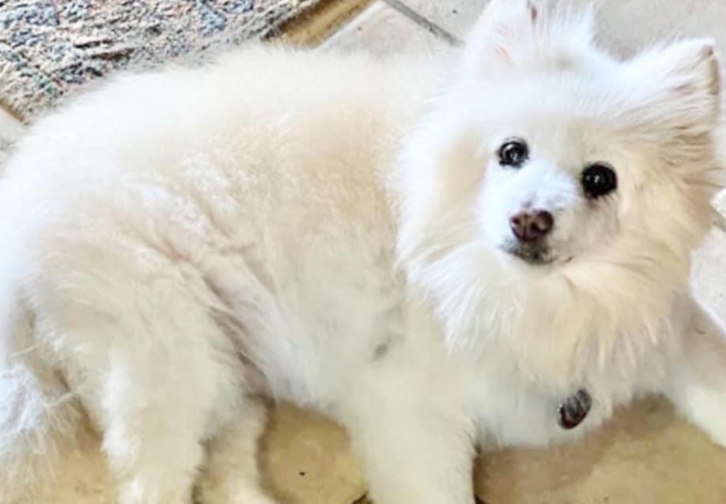 Read All Superfood Complete Reviews | Badlands Ranch