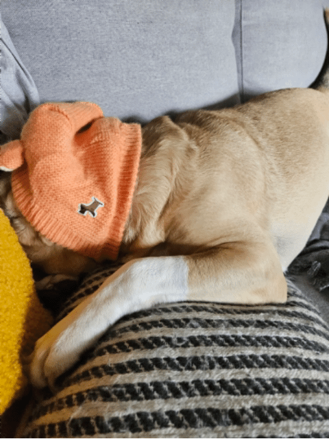 Read All Superfood Complete Reviews | Badlands Ranch