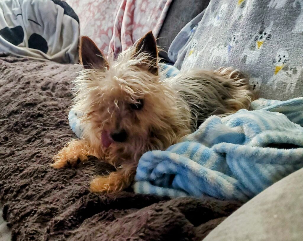 Read All Superfood Complete Reviews | Badlands Ranch