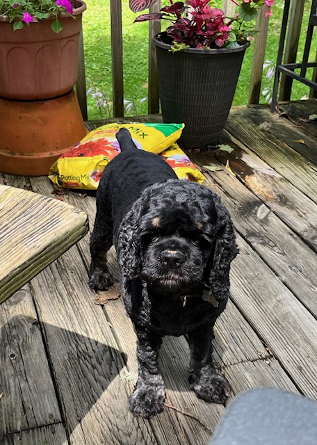 Read All Superfood Complete Reviews | Badlands Ranch